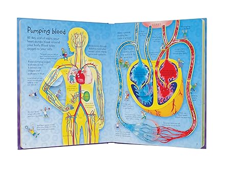 See Inside Your Body – Little Pickles Store